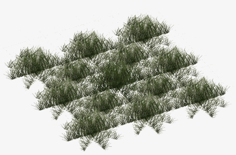 Rainforest Grass Short - Parsley Transparent PNG - 848x848 - Free ...