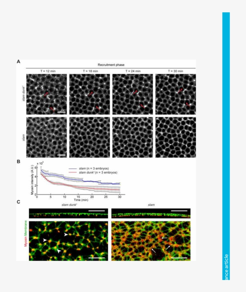 Projections Of Confocal Sections Showing Sqh Gfp At - Graphics ...
