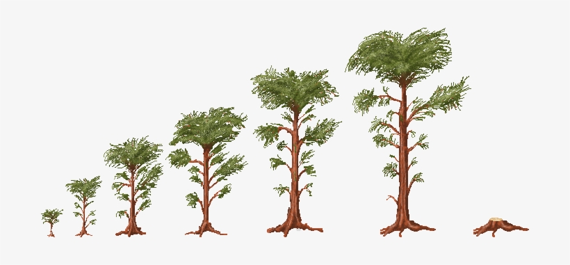 Maple Tree Growth Chart