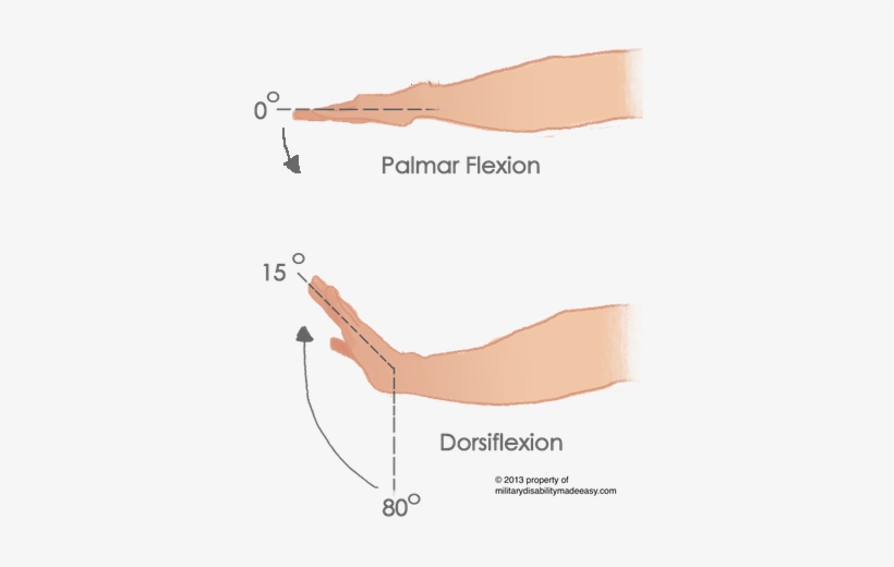 Wrist 3 - Dorsiflexed Wrist Transparent PNG - 360x524 - Free Download ...