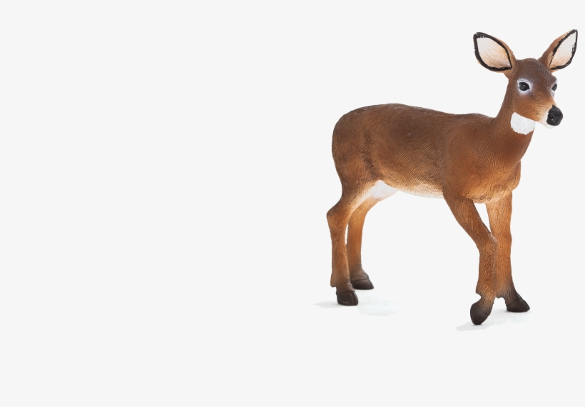 Doe Png Transparent PNG - 5616x3744 - Free Download on NicePNG