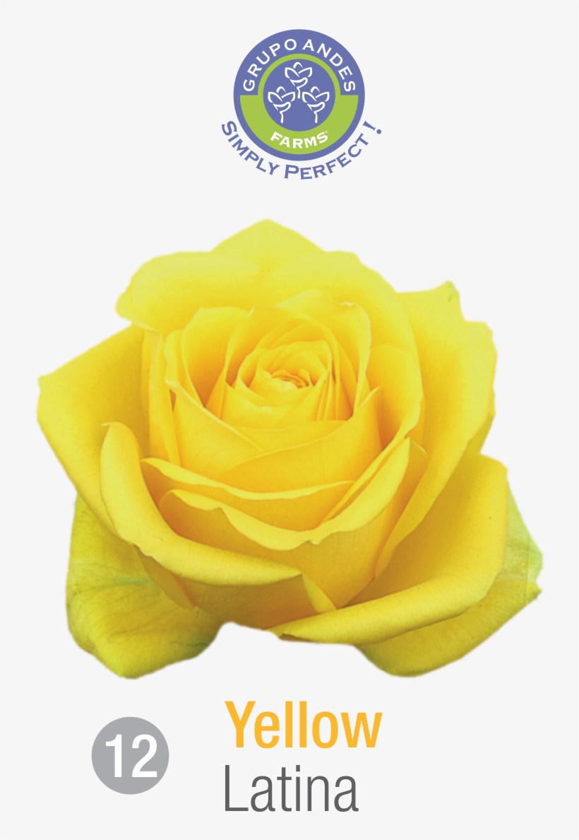 Rosa Variedad Latina - Rose Transparent PNG - 800x1108 - Free Download ...