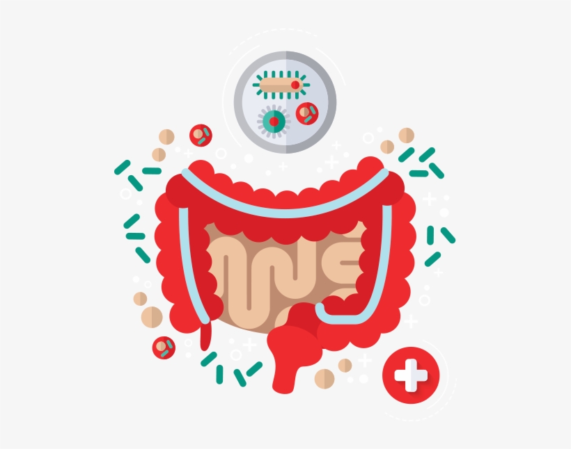 Intestinal Health Infographic - Health Transparent PNG - 640x640 - Free ...