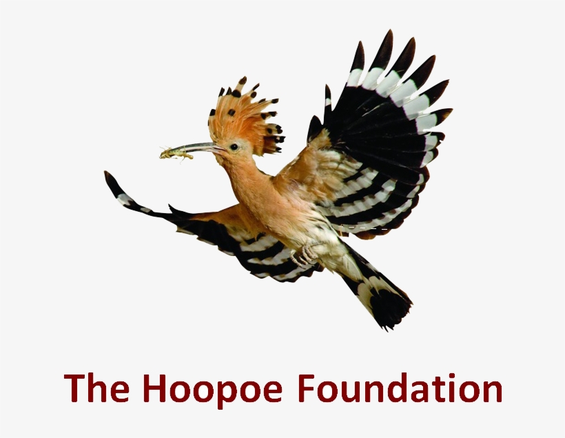 Hoopoe Bird Transparent PNG - 662x569 - Free Download on NicePNG