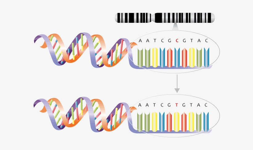 Single Nucleotide Polymorphism Substitution Mutation - Predictive And ...