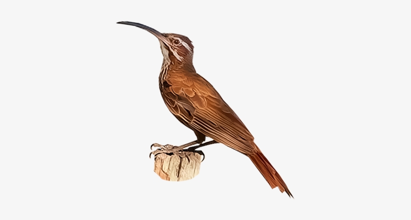 Lark Transparent PNG - 400x400 - Free Download on NicePNG