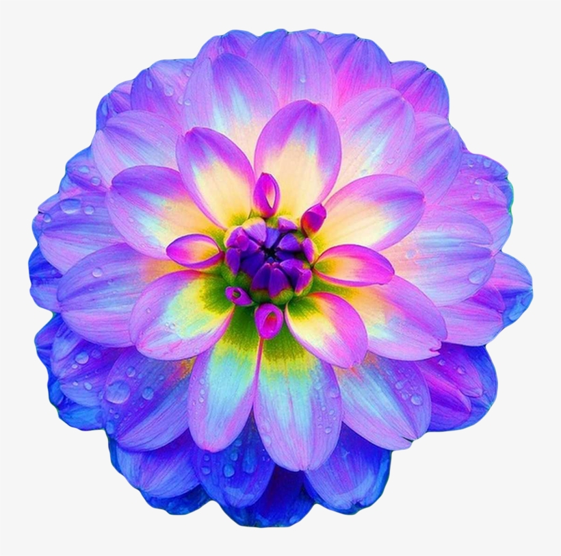 Transparent Flowers Transparent Flowers - Transparent Pictures Of ...