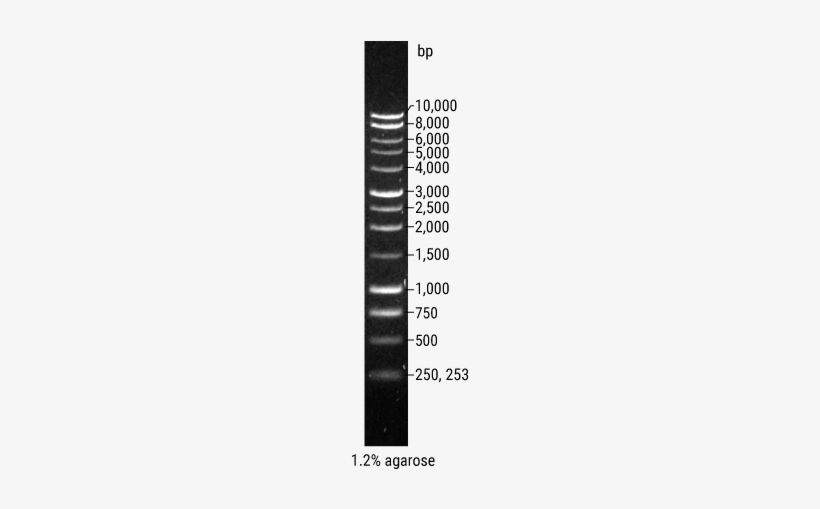 Promega 1kb Dna Ladder Transparent PNG - 640x440 - Free Download on NicePNG