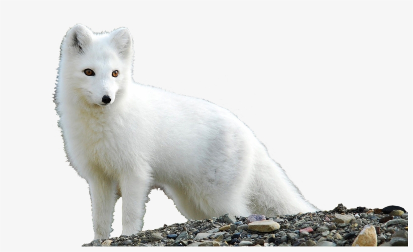 Arctic Fox Png Pic - Arctic Fox Facts Transparent PNG - 1500x844 - Free ...