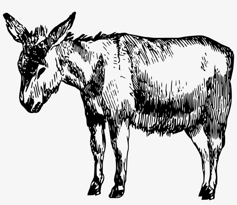 Foolish Person Clipart Images