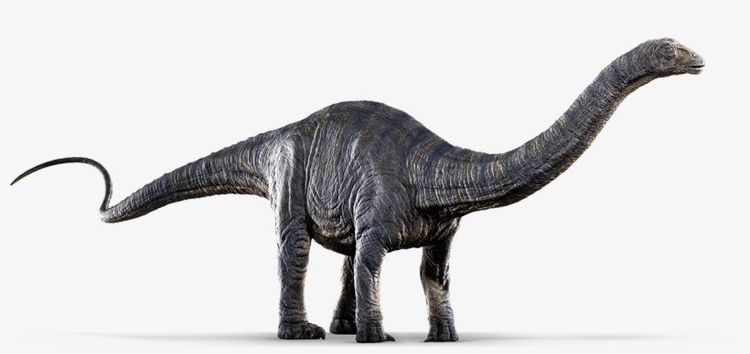 Apatosaurus - Dinosaur Apatosaurus Transparent PNG - 596x250 - Free Download on NicePNG