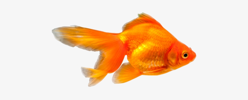 Png Peces - Drawing Transparent PNG - 480x251 - Free Download on NicePNG