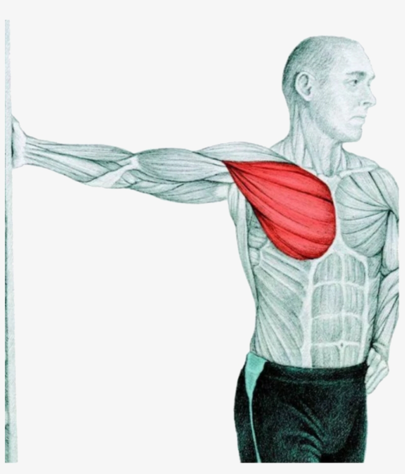 29 Myswimpro Stretch Chest Stretch At Wall - Chest Muscle Stretch ...