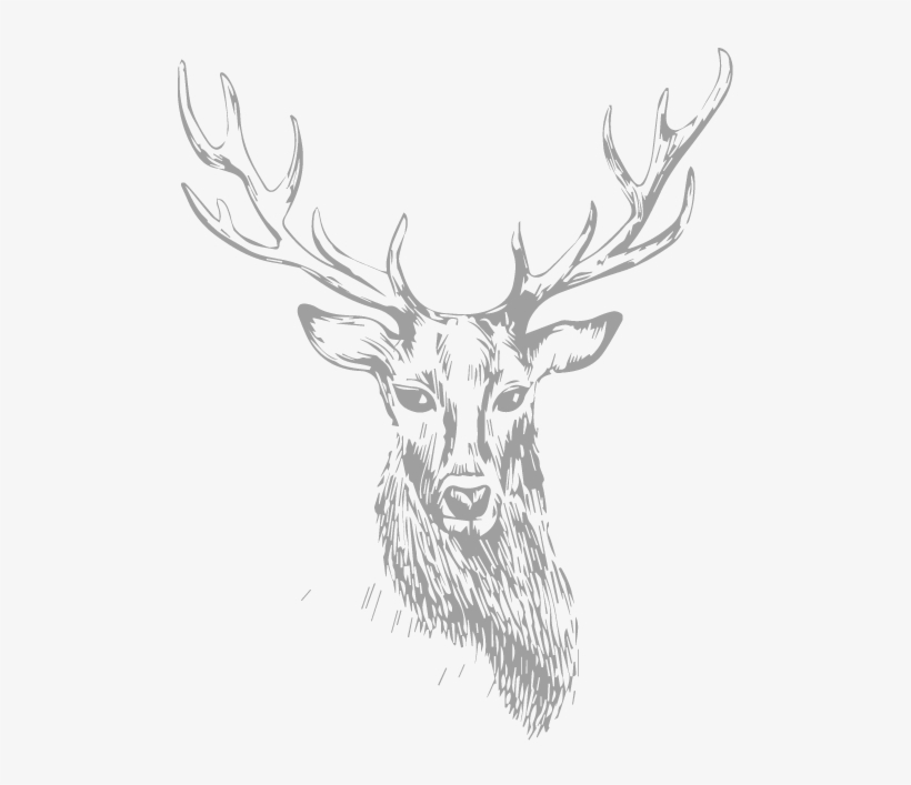 Stag - Drawing Transparent PNG - 504x627 - Free Download on NicePNG