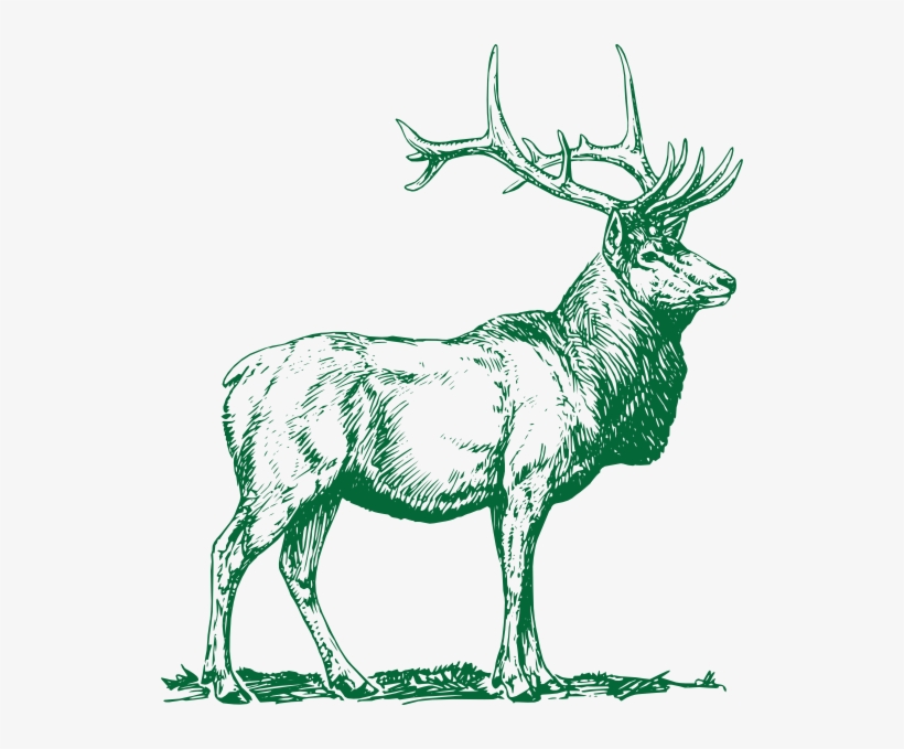 Small - Elk Vector Transparent PNG - 528x599 - Free Download on NicePNG