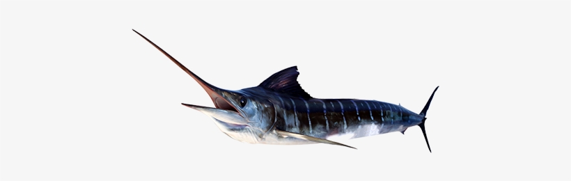 Marlin, Striped - Striped Marlin Transparent PNG - 484x257 - Free ...