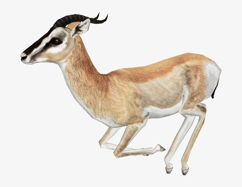 Gazelle Png Free Download - Gazelle Png Transparent PNG - 682x682 ...
