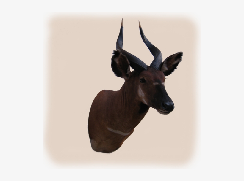 Antelope Transparent PNG - 530x530 - Free Download on NicePNG