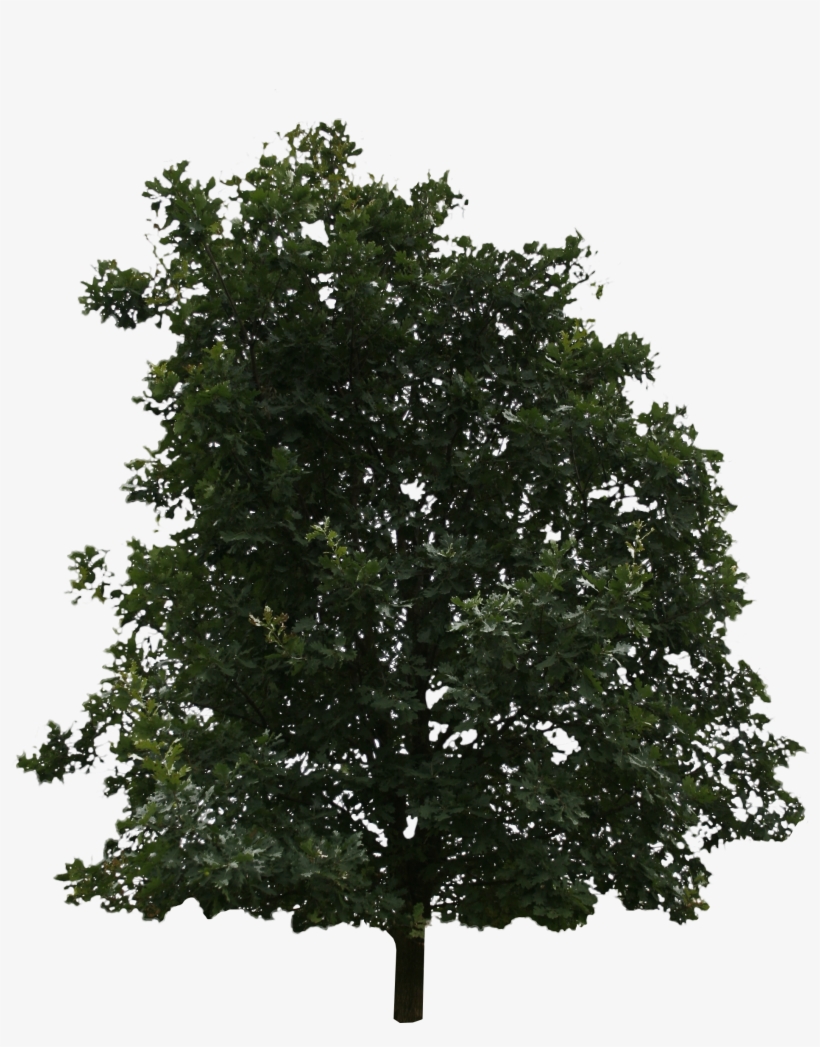 Download 2d Trees - Tree - HD Transparent PNG - NicePNG.com