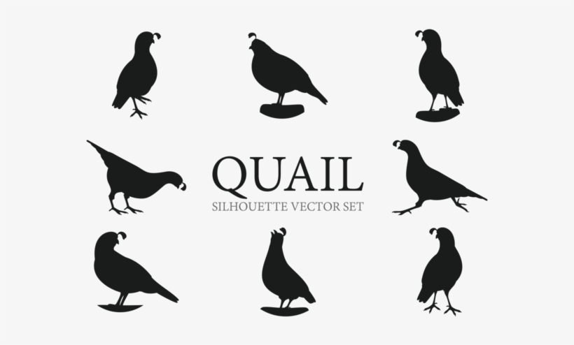 Flying Quail Clipart