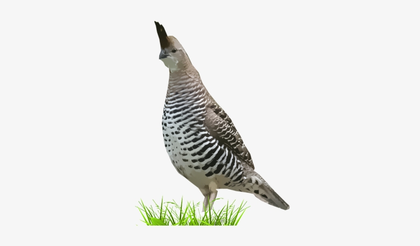 Quail Transparent PNG - 400x400 - Free Download on NicePNG