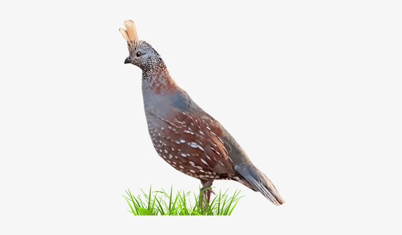 Quail Transparent PNG - 400x400 - Free Download on NicePNG