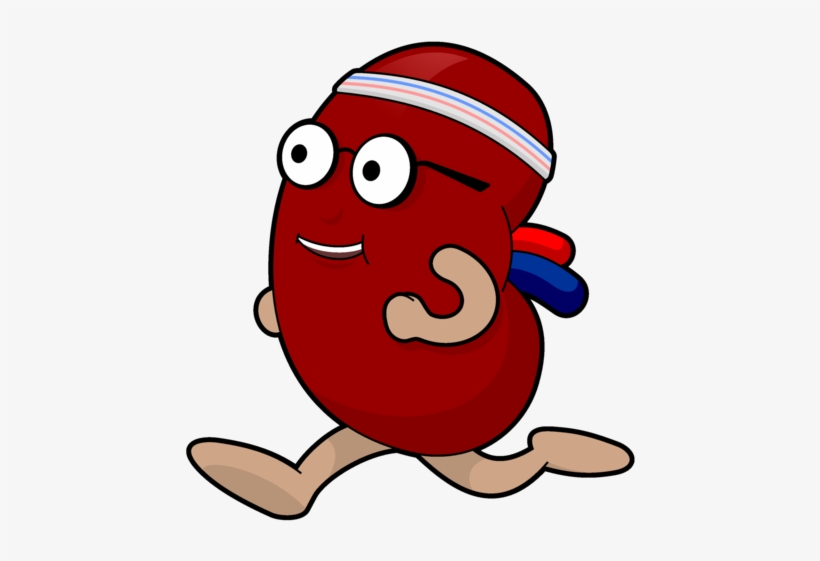 Kidney Guy Running - Running Kidney Clip Art Transparent PNG - 477x500 ...