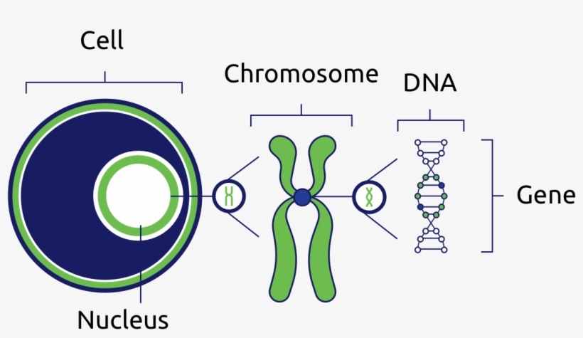 Cells Are The Basic Building Blocks Of All Living Things - Dna Genes ...