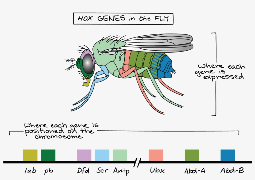 Hox Genes Transparent PNG - 1813x1175 - Free Download on NicePNG