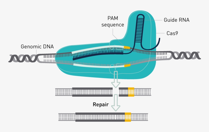 Crispr Cas9 Genome Editing Transparent PNG - 842x595 - Free Download on ...