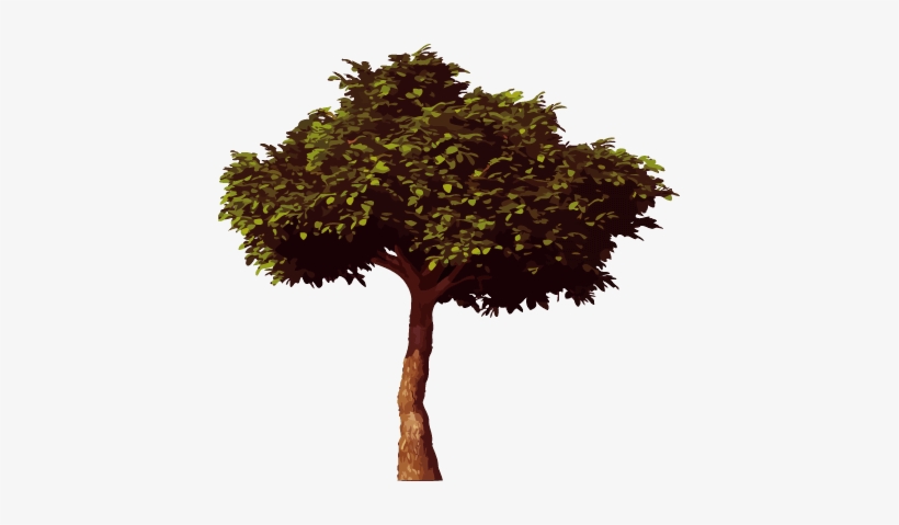 Tree - Effect Of Trees On Environment Transparent PNG - 421x399 - Free ...
