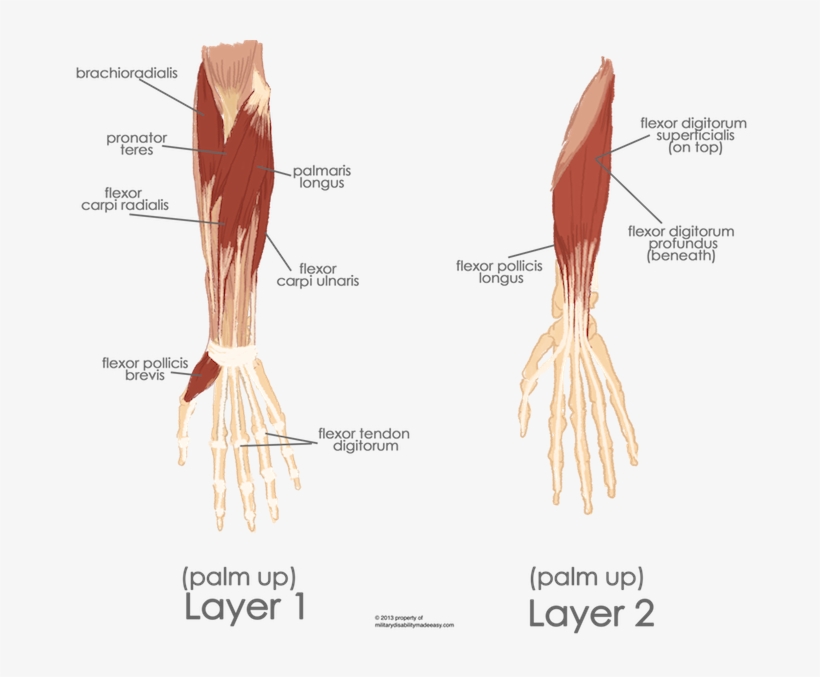 The Muscles Of The Hand And Forearm - Flexor Carpi Ulnaris And Flexor ...