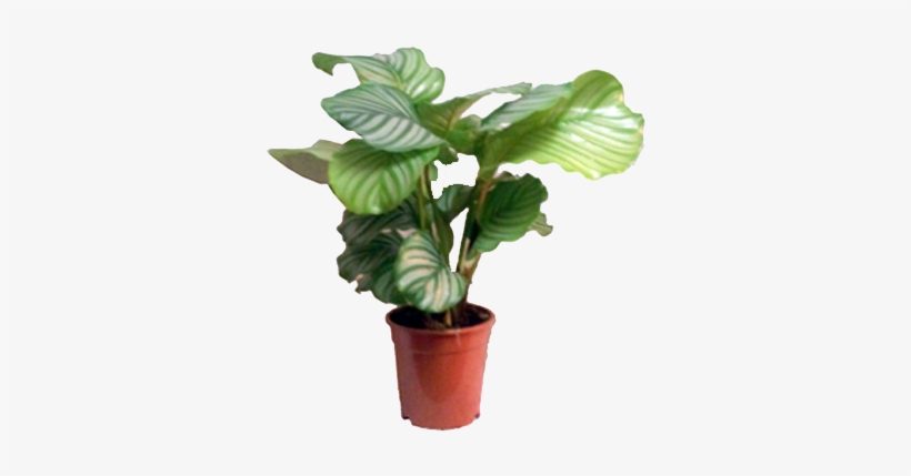 Calathea - Calathea Planta Transparent PNG - 426x426 - Free Download on ...