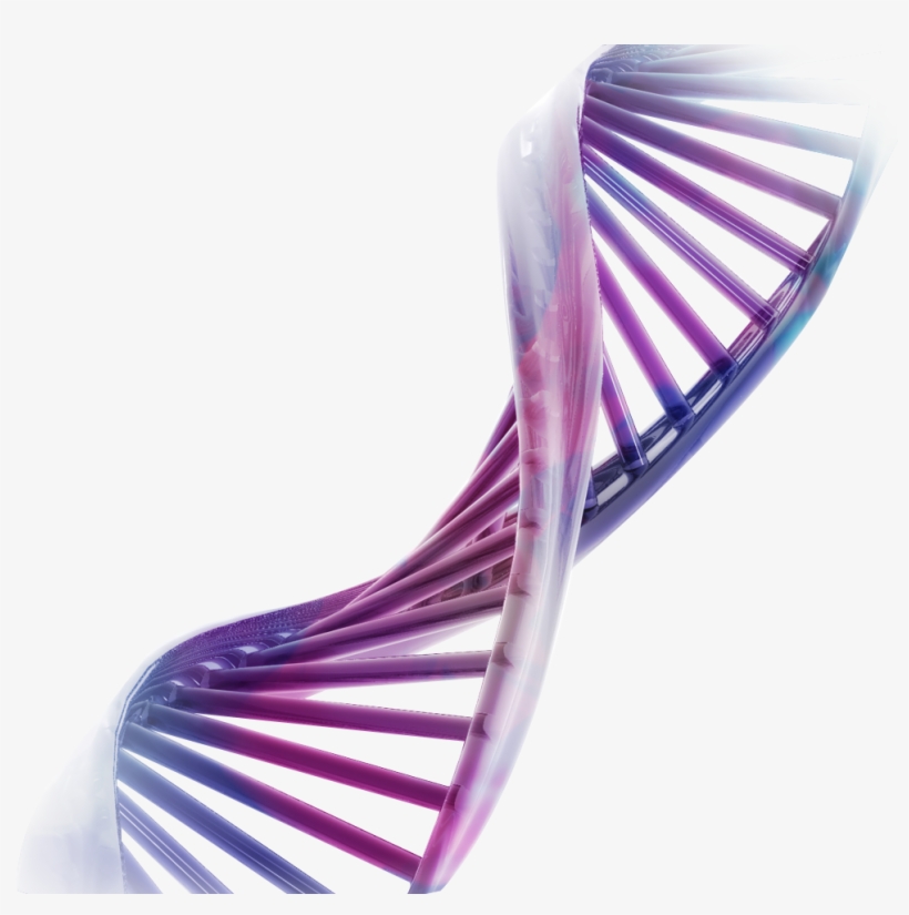 Cadena Adn Png - Cadena De Adn Png Transparent PNG - 996x954 - Free ...