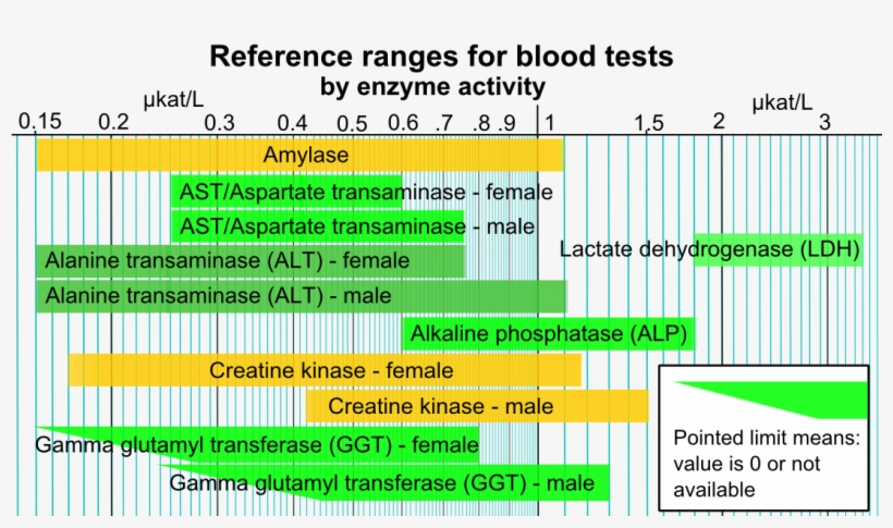 Reference Ranges For Blood Tests - Enzyme Blood Test Transparent PNG ...