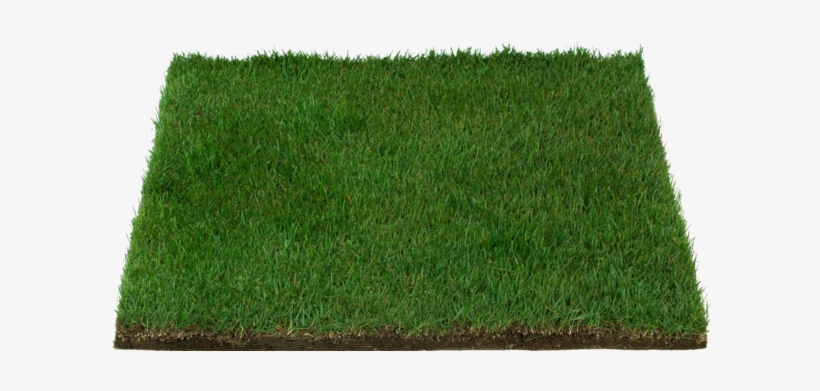 Fresh Grass Patch - Patio Pet Life Farm Fresh Pet Grass, Small ...