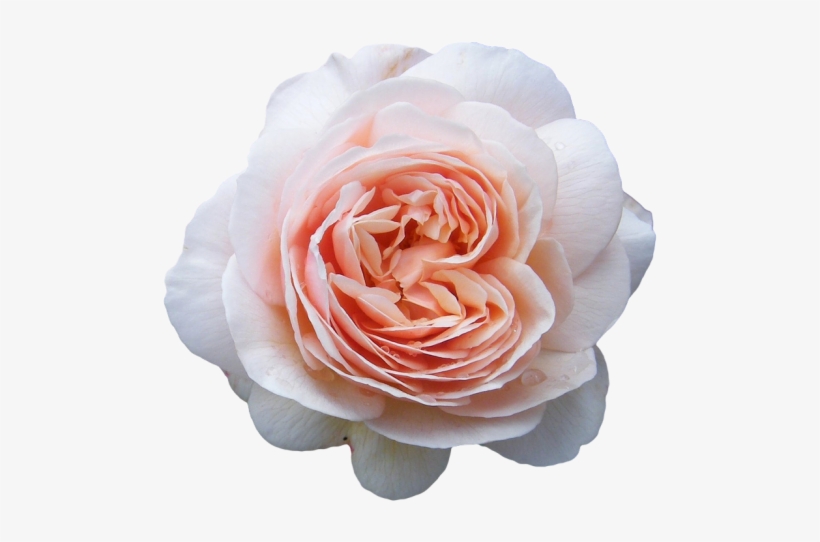 Troye Sivan Flower Crown