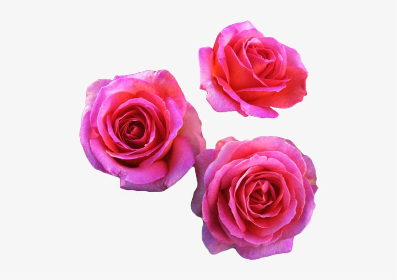 Transparent Rose Tumblr