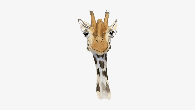 Click To Copy - Marty Giraffe Transparent PNG - 300x400 - Free Download ...