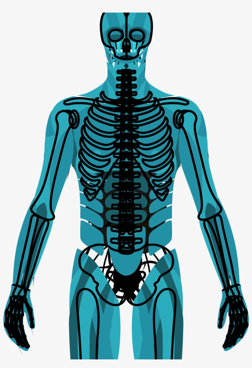 Muscular/skeletal - Muscle Transparent PNG - 1036x1224 - Free Download ...