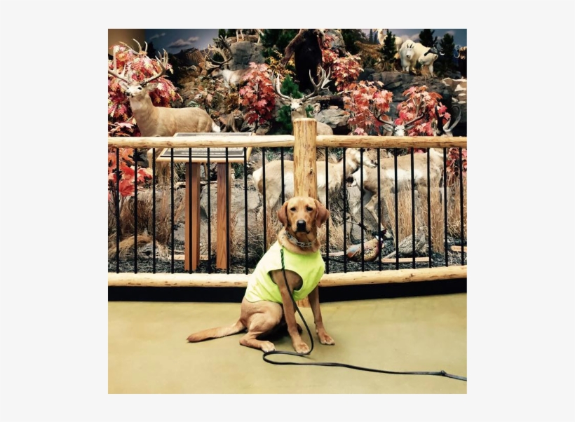 Download Service Dogs - Dog - HD Transparent PNG - NicePNG.com