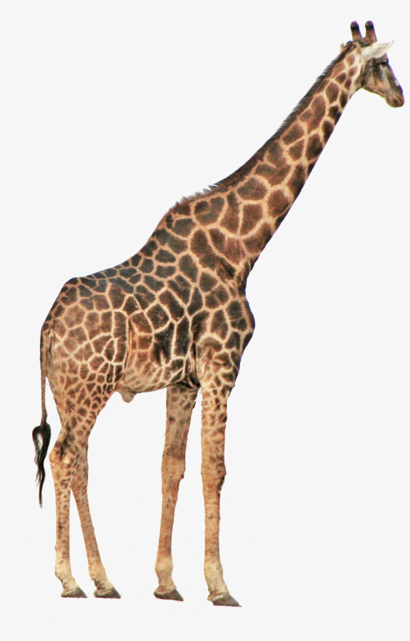 Giraffe Transparent PNG - 1139x1726 - Free Download on NicePNG