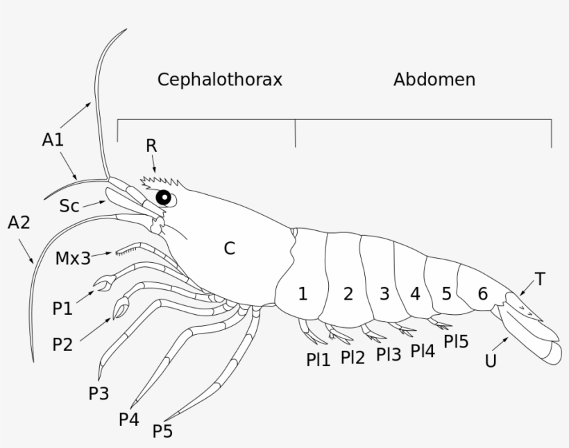 Download Open - Anatomy Shrimp Png - HD Transparent PNG - NicePNG.com