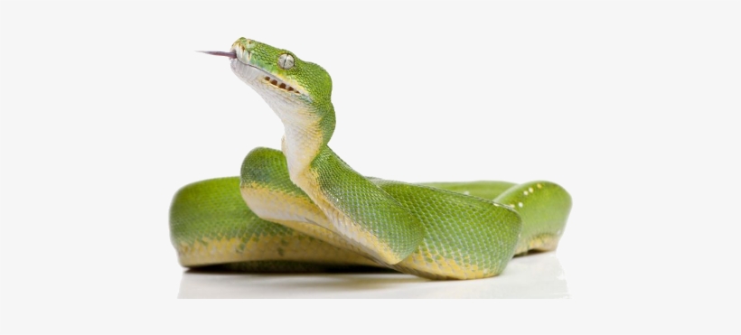 Green Snake Png Clipart - Green Snake Png Transparent PNG - 450x291 ...