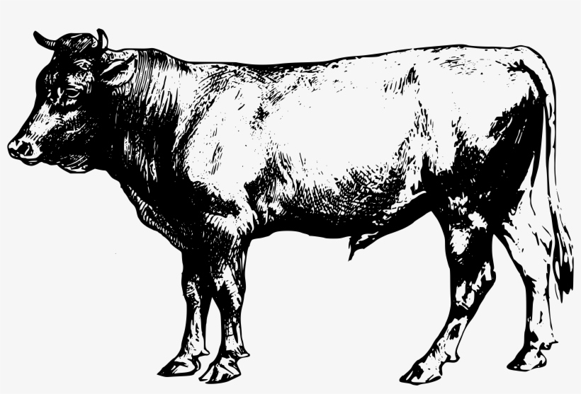 Banner Free Cattle Beef Clip Art - Cattle Clipart Transparent PNG ...