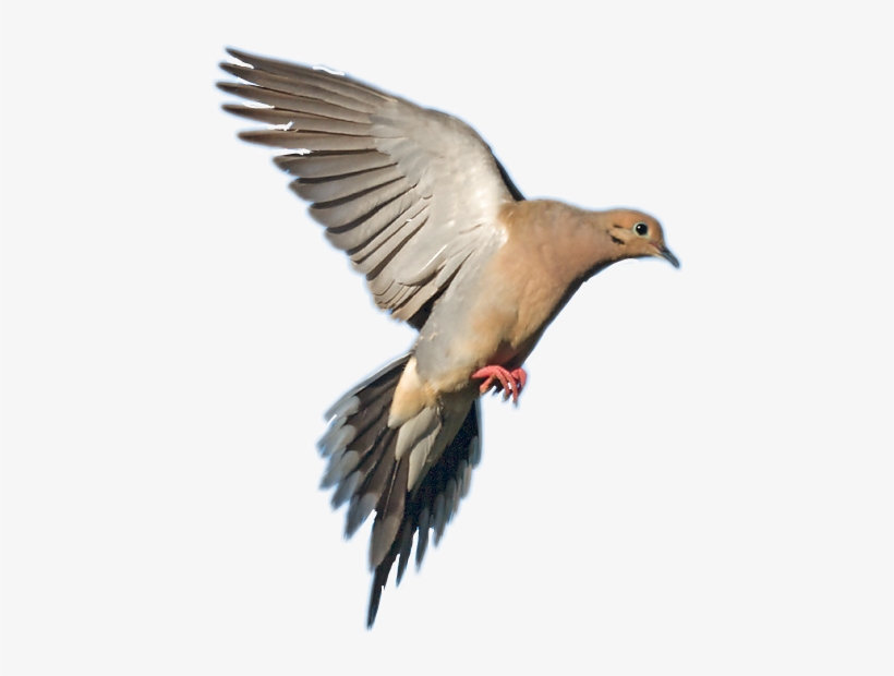 White Winged Dove In Flight