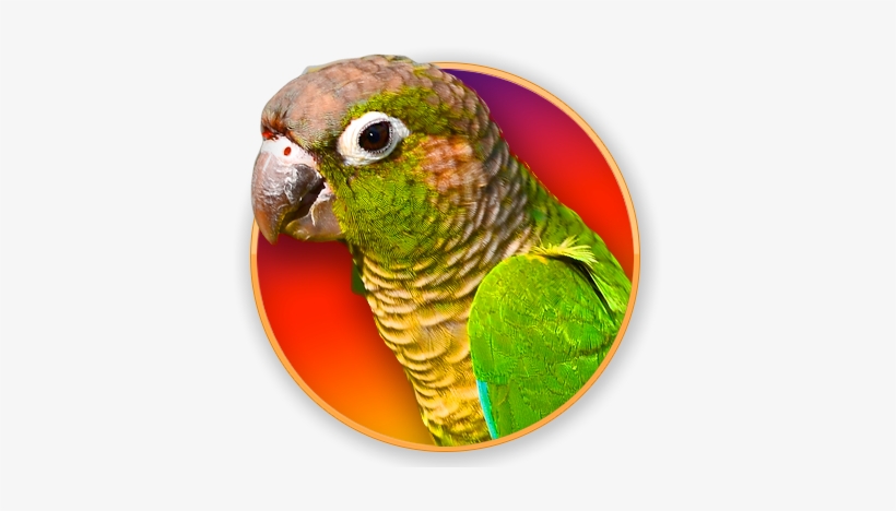 Green Cheek Conure Png Transparent PNG - 400x400 - Free Download on NicePNG