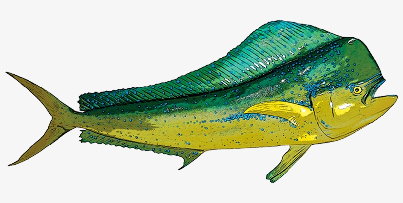 Mahi Mahi - Mahe Fish Transparent PNG - 800x333 - Free Download on NicePNG