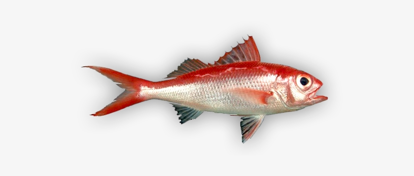 Deep Sea Fishes - Red Snapper Transparent PNG - 600x269 - Free Download ...