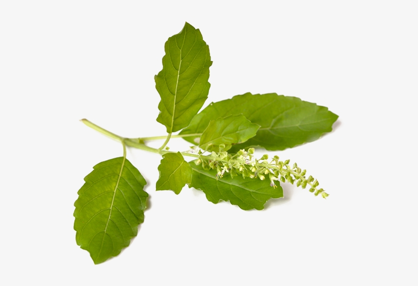 Tulsi - Holy Basil Transparent PNG - 600x517 - Free Download on NicePNG